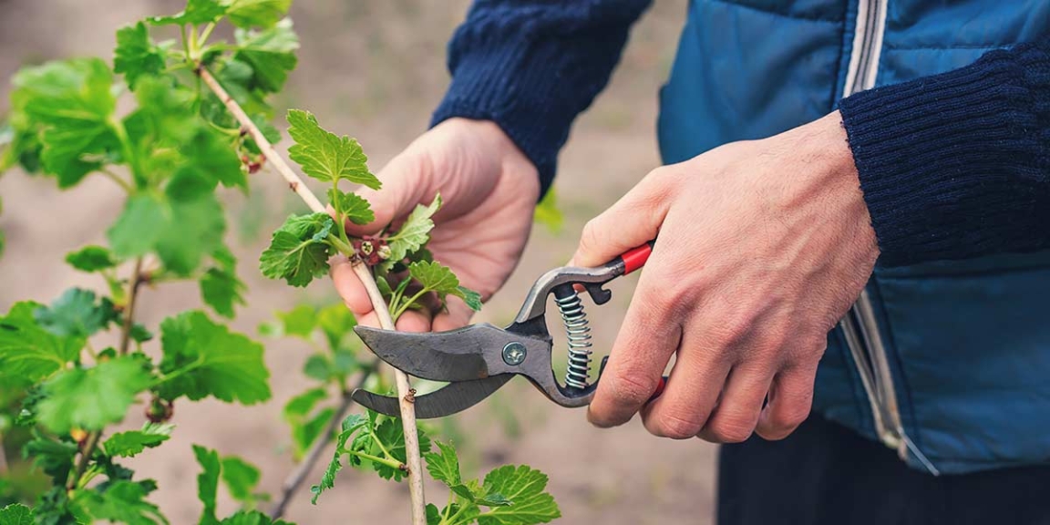 Corso gratuito per diventare giardiniere in Veneto